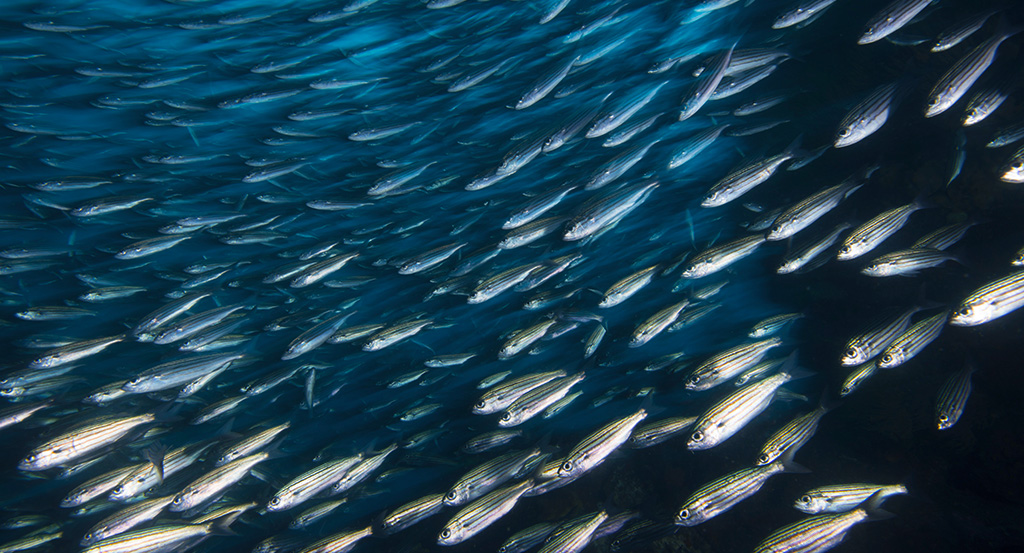 Rheticus® Aquaculture